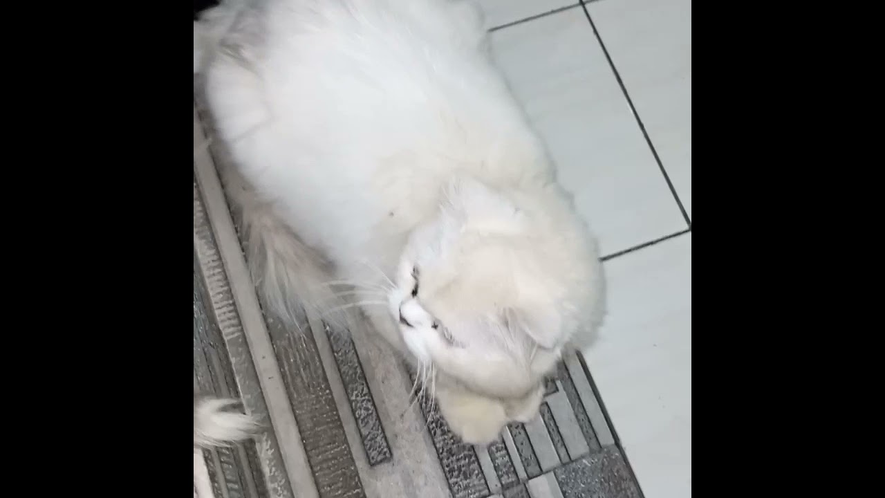 Kucing & musang main bersama - YouTube