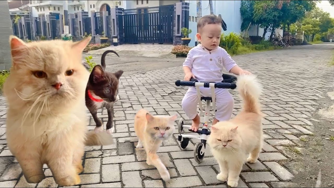 BERYL MENGENDARAI STROLLER DI IKUTIN DUA KUCING OREN MIKO DAN MILLO 😂😂😆 ...