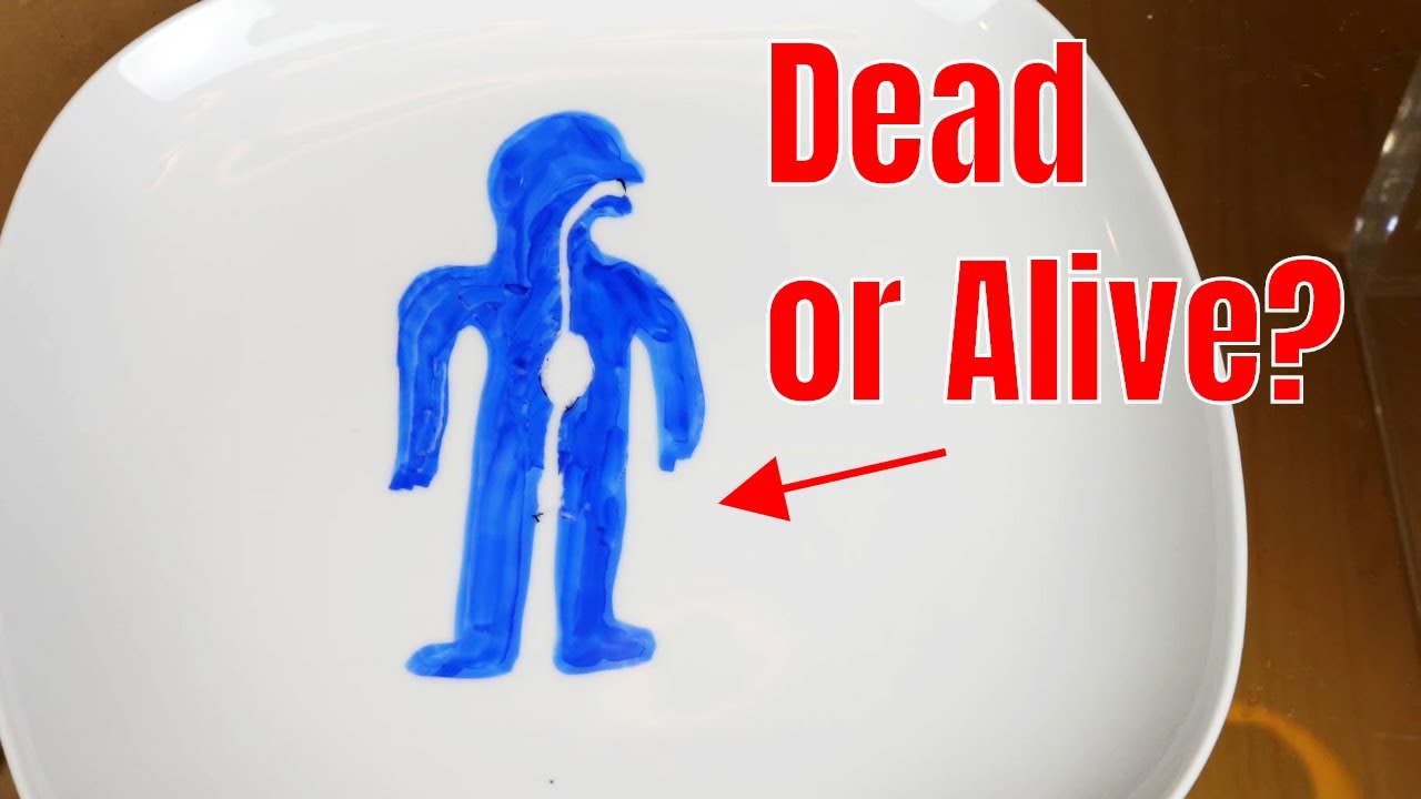 Can Life Exist in 2 Dimensions Instead of 3D? Amazing 2D Life Test ...