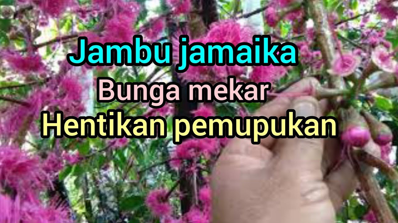 jambu jamaika bunga mekar dan buah tidak rontok lakukan hal ini - YouTube