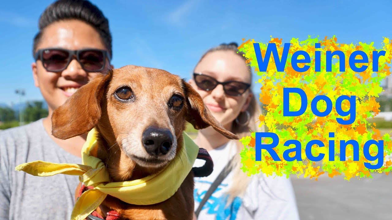 WORLD'S CUTEST RACE - The Dachshund Dash & Weiner Dog Race - YouTube