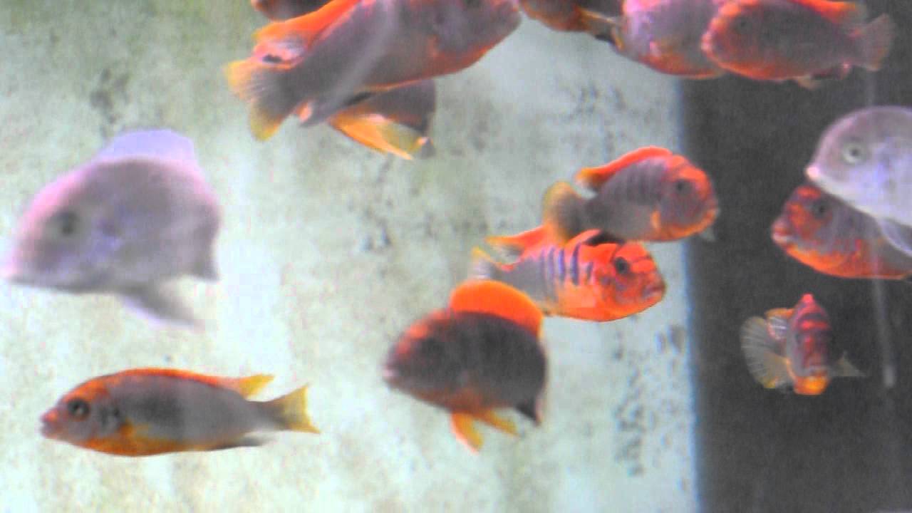 Labidochromis hongi sweden VERY RARE .avi - YouTube