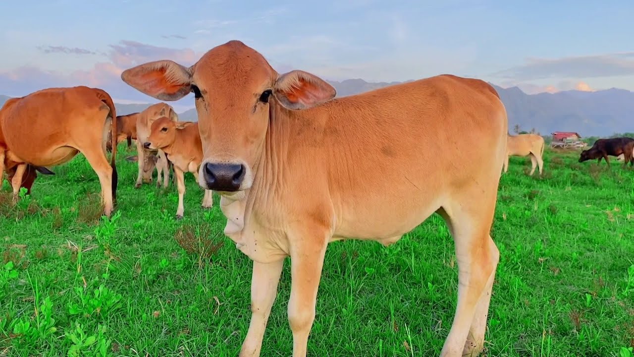 Anak Sapi Sedang Main Di Sawah | Video Anak Sapi Imut Dan Anak Sapi ...