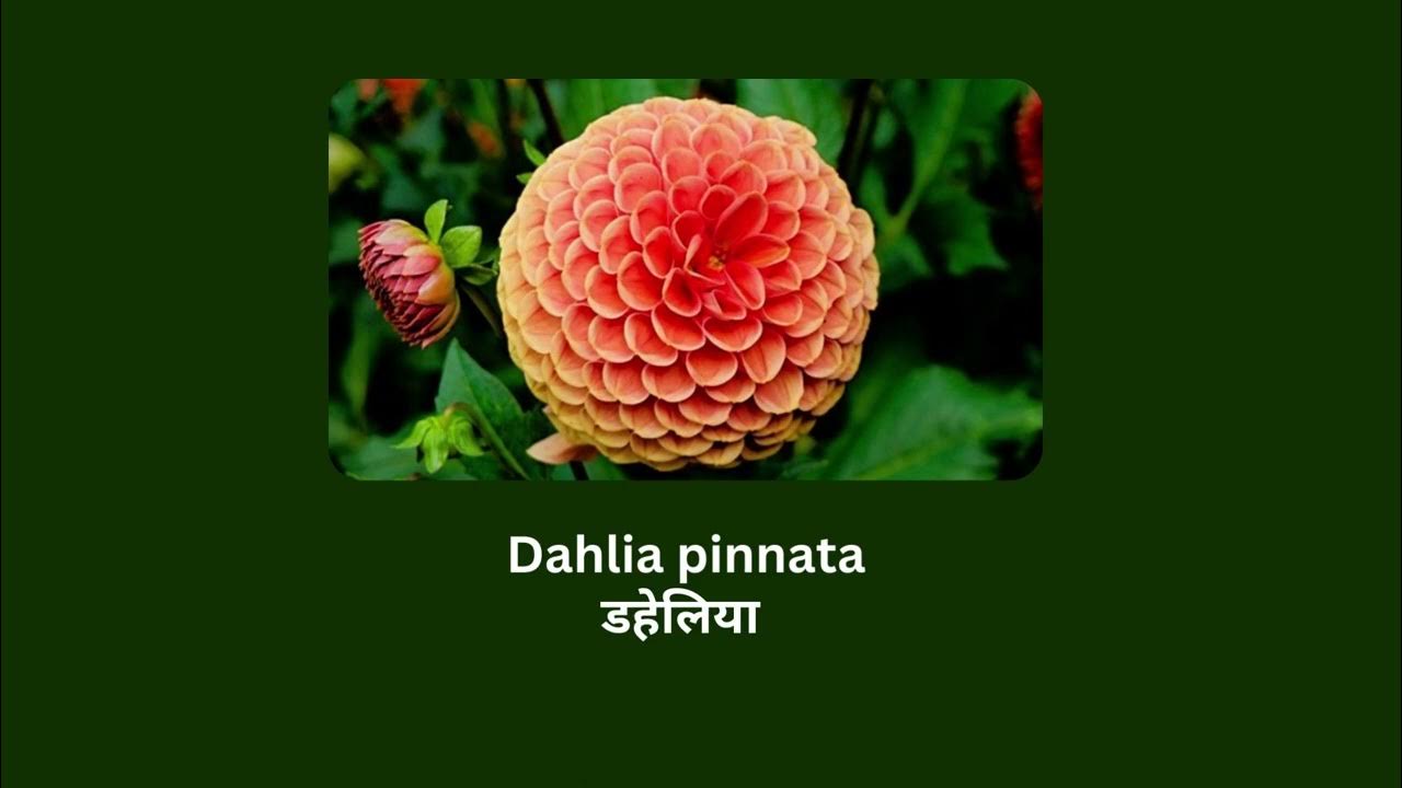 Flower Classification : Discover How to Classify and Identify Your ...