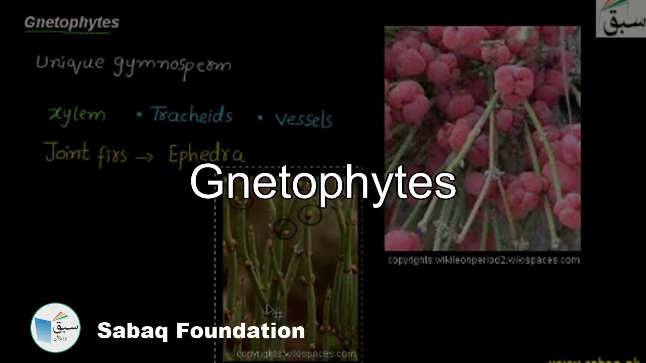 Gnetophytes, Biology Lecture | Sabaq.pk - YouTube