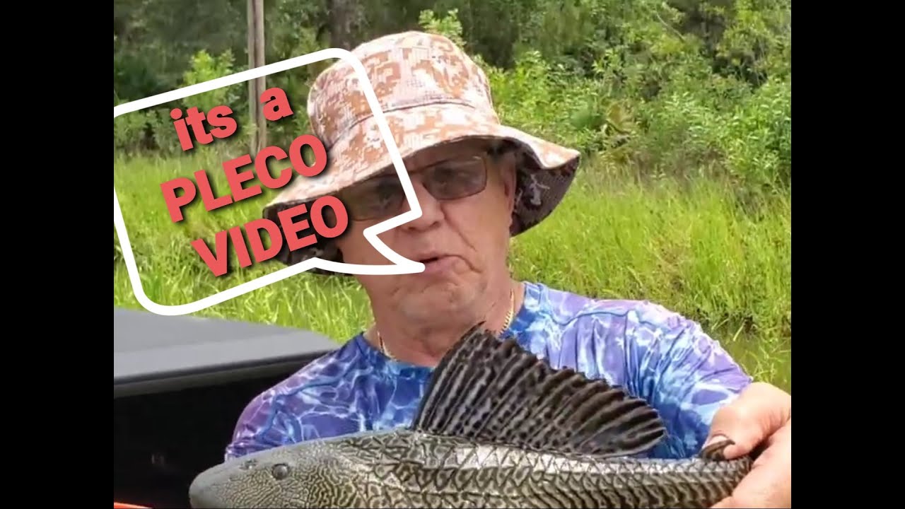 Florida's invasive Prehistoric Plecostomus (armored catfish ...