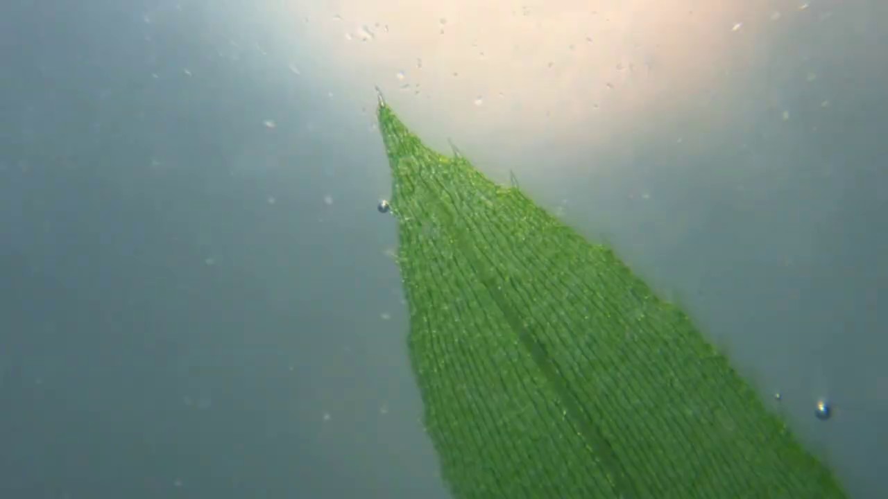 Elodea leaf microscopic timelapse (40x speed) - YouTube