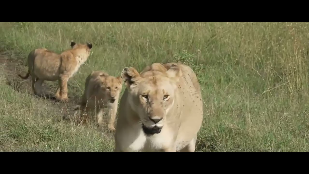 Sand River Pride with 4 cubs. - YouTube