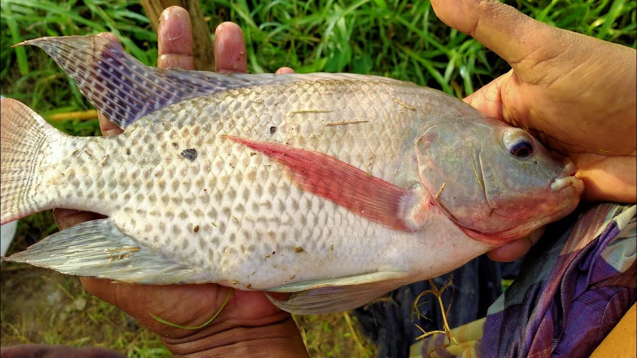 C.P. Tilapia Culturing || Taposhi Enterprise Fish Farm|| CP Bangladesh ...