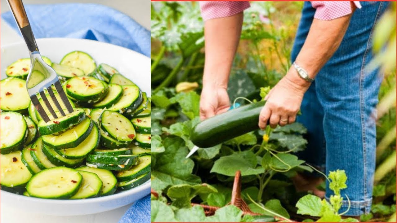 #477 Sukini/Cucurbita pepo /Vegetable Marrow Group/ZUCCHINI, HEALTH ...