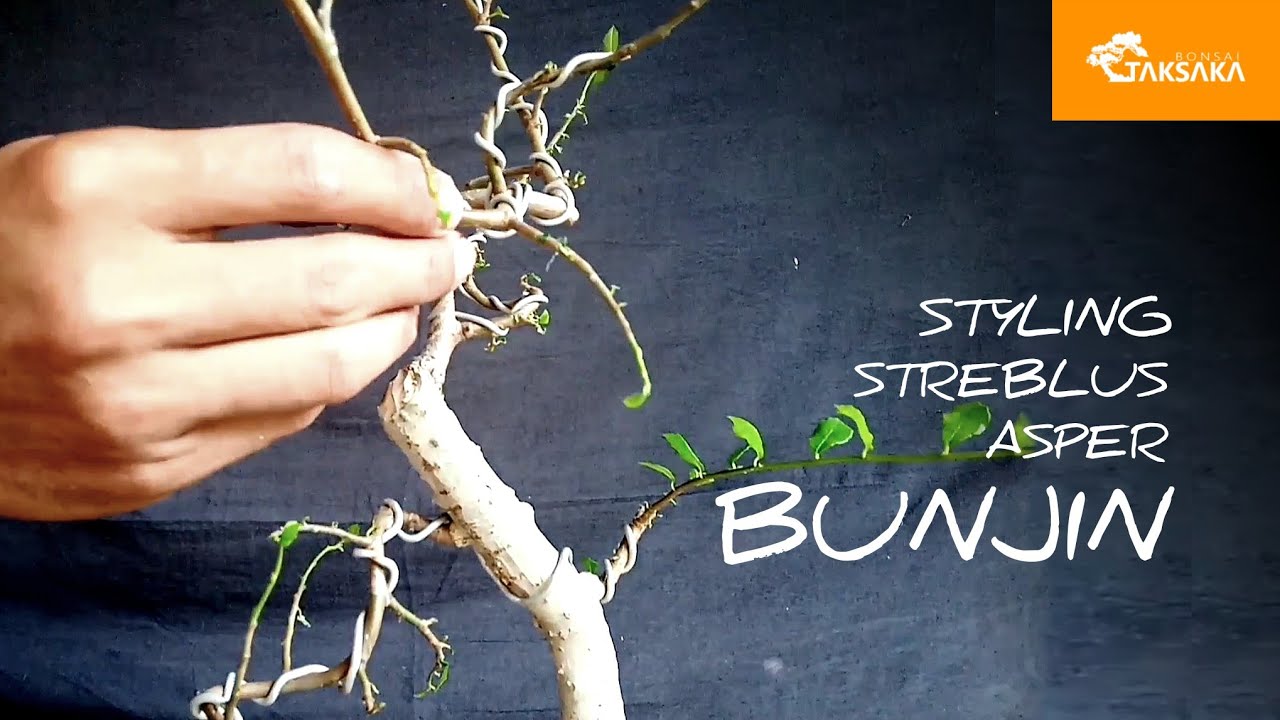 LANJUTAN KONSEP BAHAN BONSAI SERUT BUNJIN (WIRING) - TAKSAKA BONSAI ...