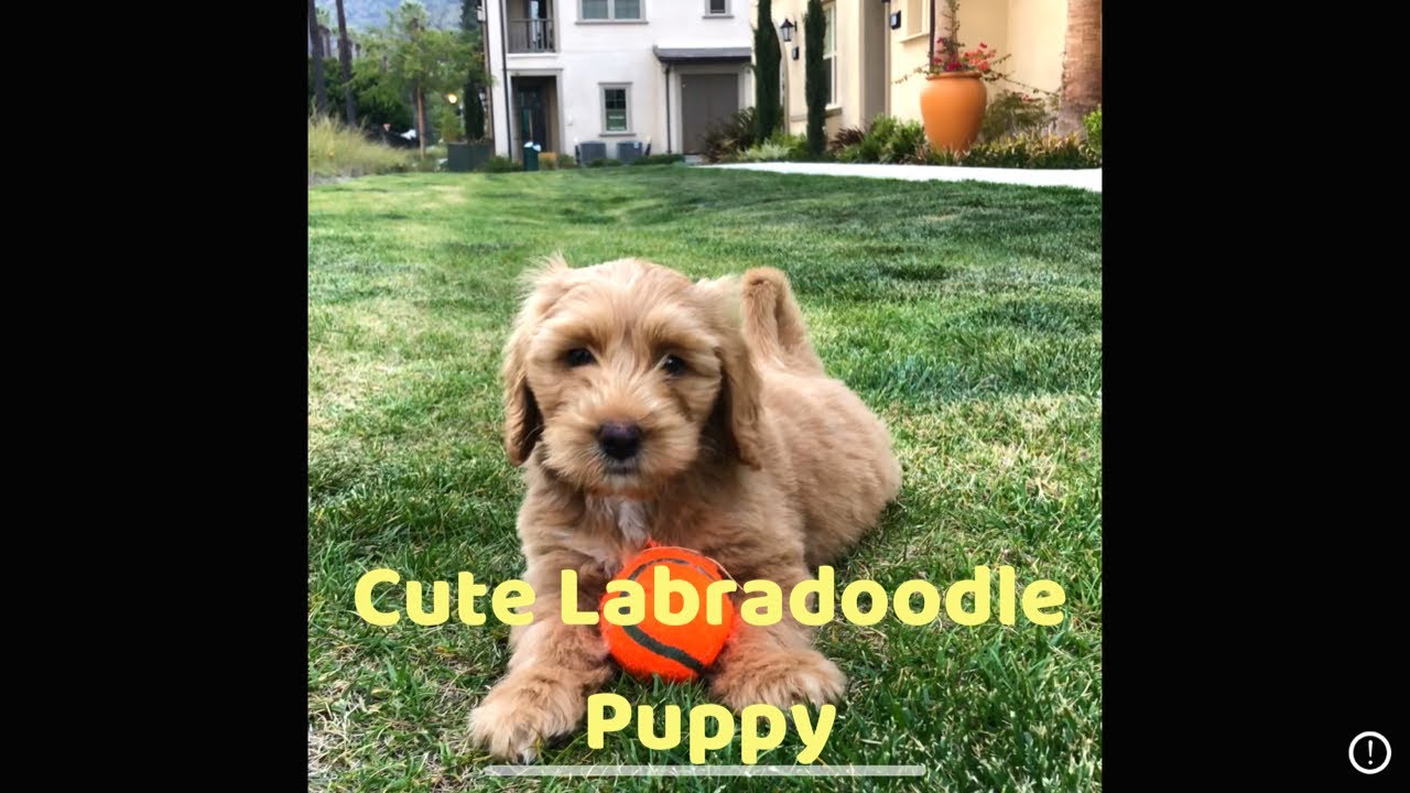 Cute Labradoodle Puppy 9 Weeks Old - YouTube