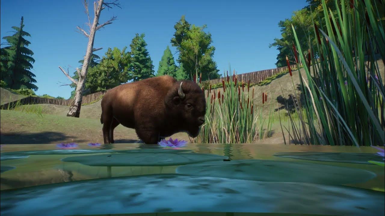 American Bison Enclosure! | Planet Zoo: Episode 1 - YouTube
