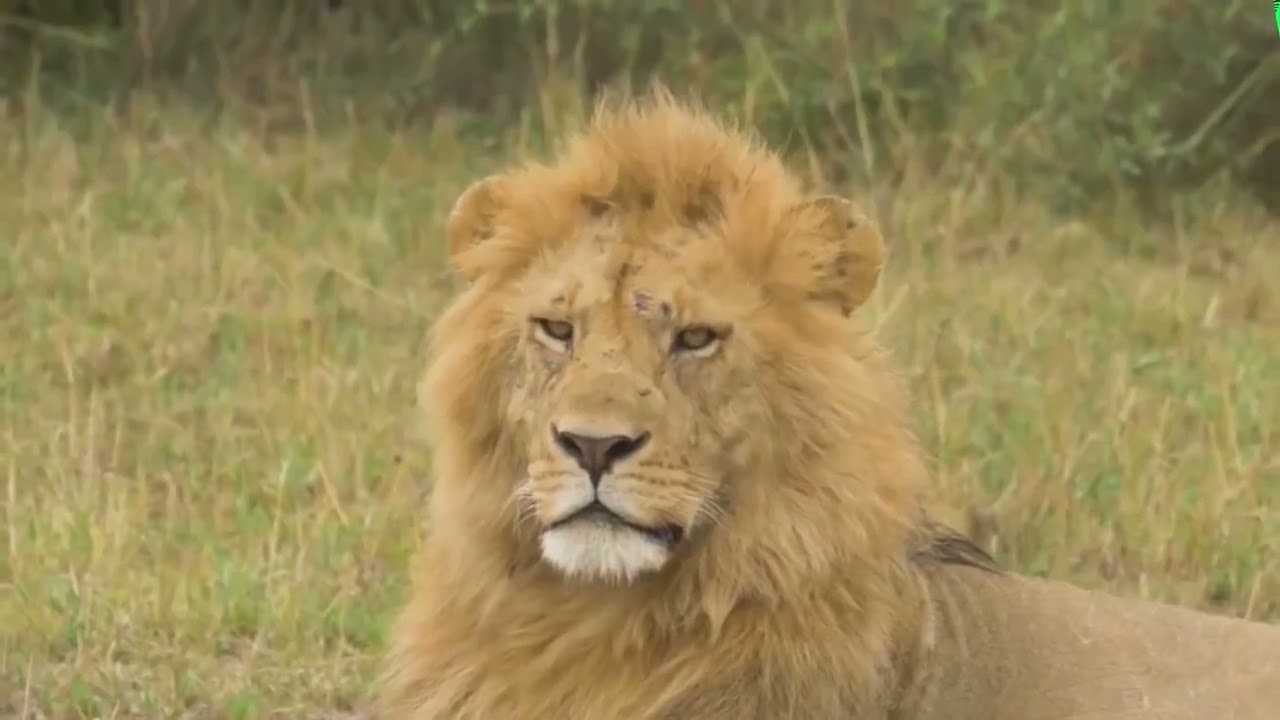 What Happens When Male Tiger & Female Lion Mate! - YouTube