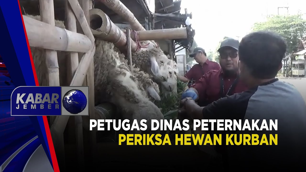 PETUGAS DINAS PETERNAKAN PERIKSA HEWAN KURBAN | KABAR JEMBER - YouTube