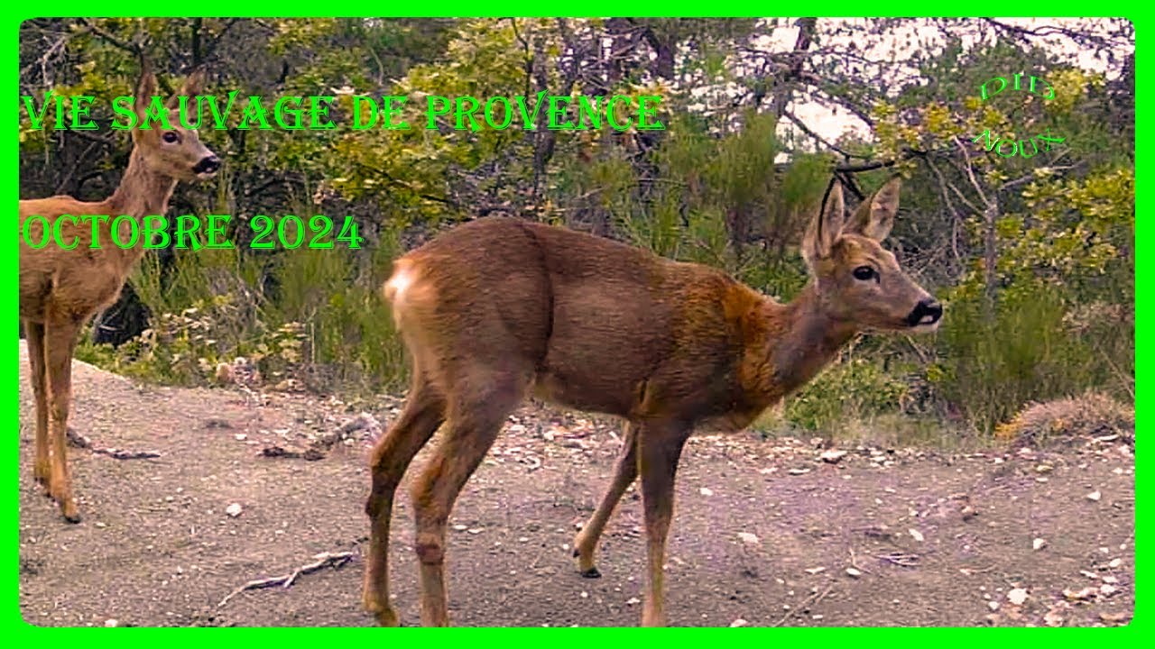 Faune sauvage en Provence Octobre 2024 - YouTube