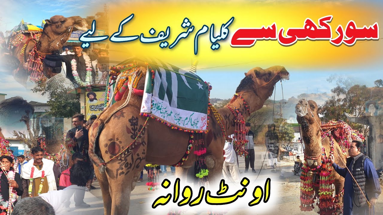 Kalyam Sharif mela 2025 | Surakhi to Kalyam Shrif Mela | Camel Redy for ...