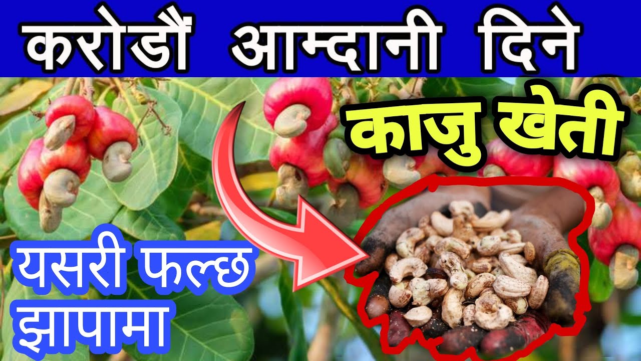 🔴 काजु खेती लाखाैँ आम्दानी |🔵 Kaju Tree | Cashew Tree | Kaju farming ...