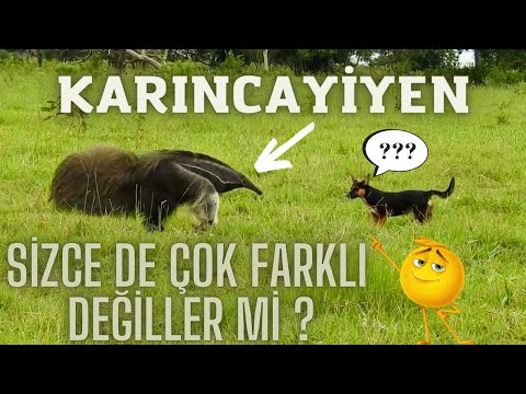 Karınca Yiyenleri Hiç Böyle Gördünüz Mü ?   ( Anteater The Strangest Looking Animal Ever )