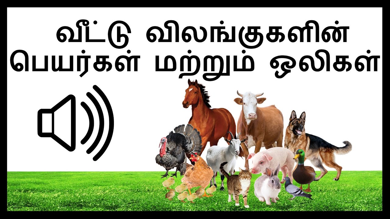 Learn Animals Sound in Tamil for Kids | Animal Sounds | விலங்குகளின் ...