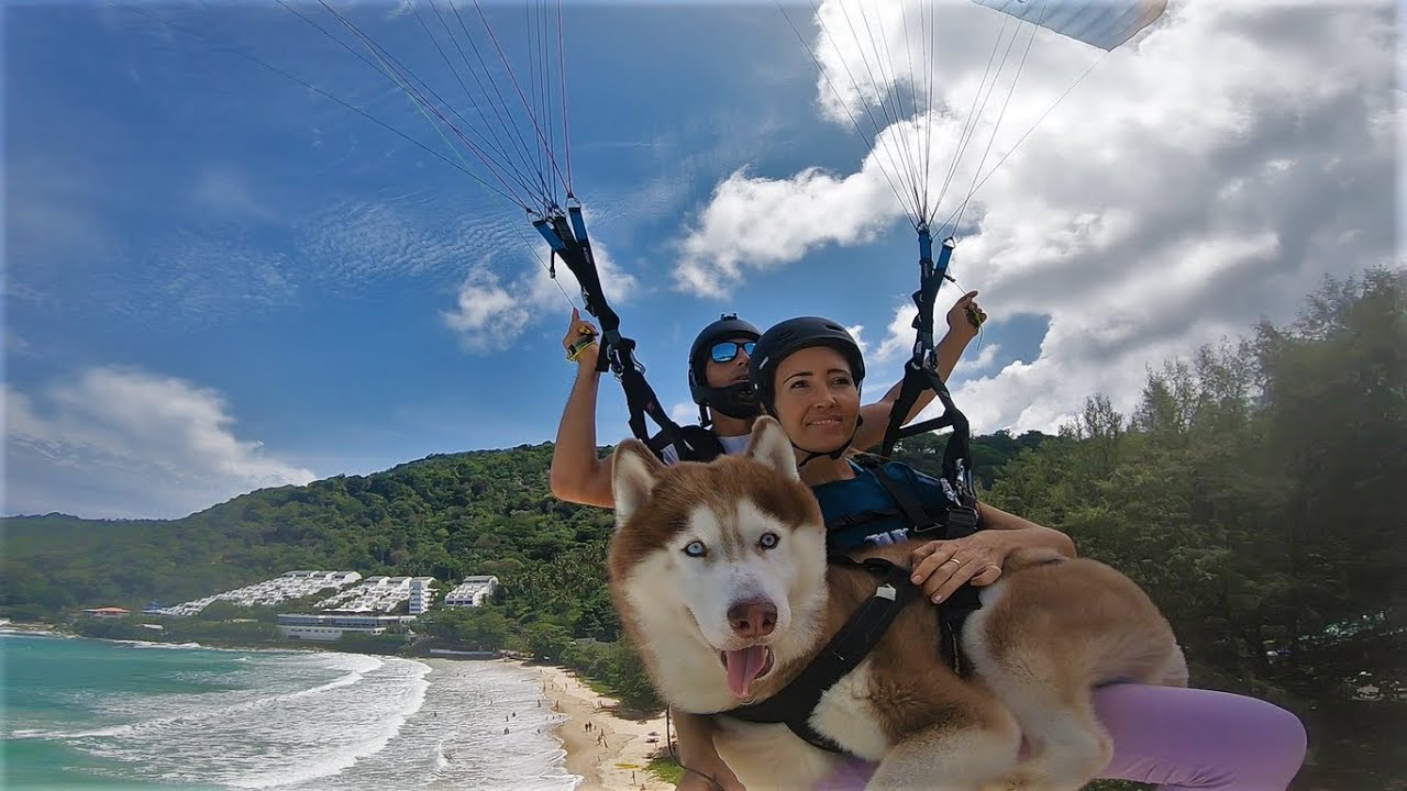 Flying Paragliding with our Husky in Phuket Thailand - YouTube