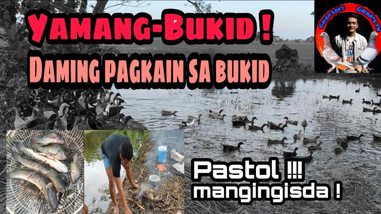 DUCK FARMING | POULTRY PHILIPPINES | ALAGANG ITIK | FISHING AND COOKING ...