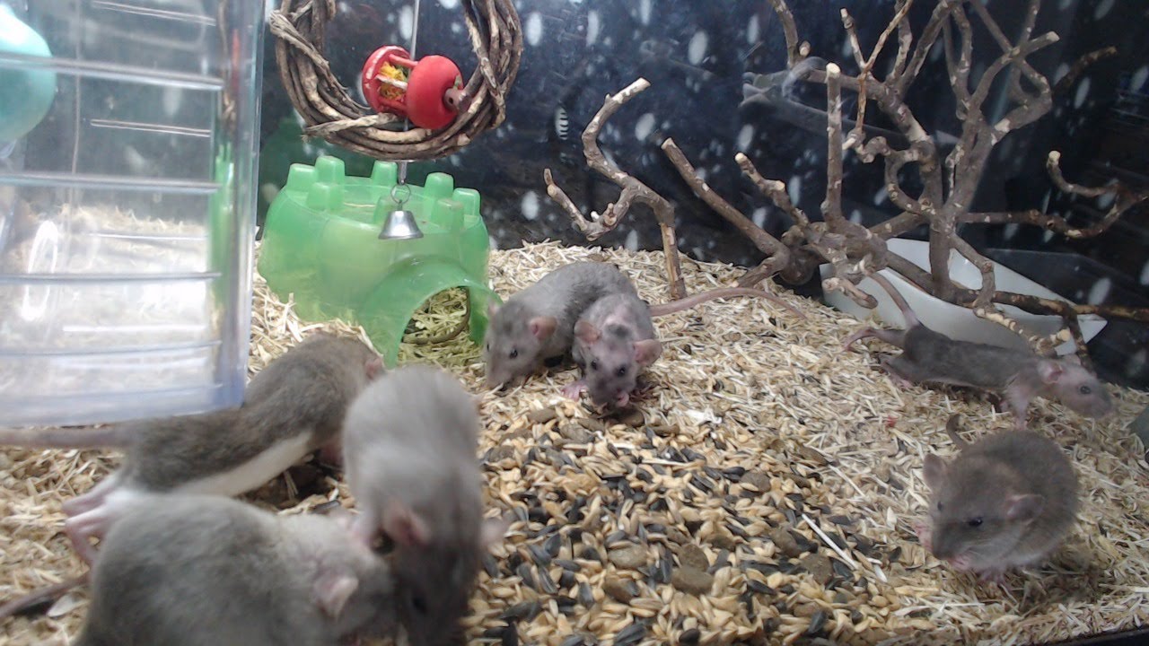 Atlantis Critter Cam #435: Baby Rats - Siamese, Patchwork, Velveteen ...