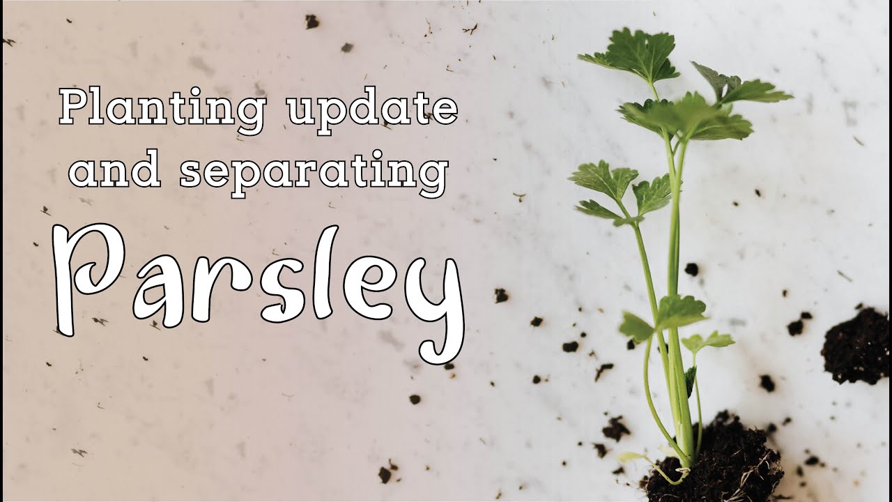 Separating and Transplanting Parsley Seedlings or Starts - YouTube
