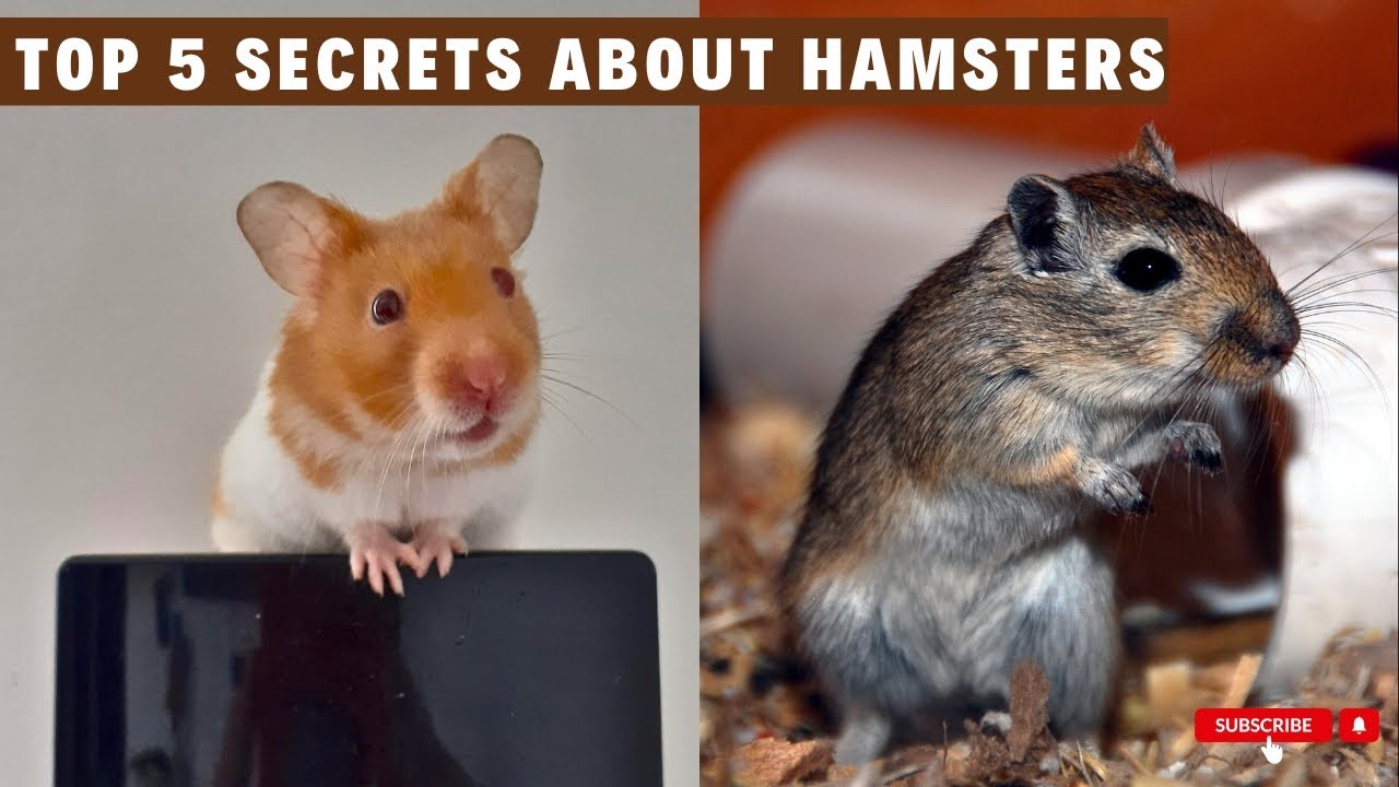 Top 5 Secrets About Hamsters | Amazing Hamster Facts You Didn’t Know ...