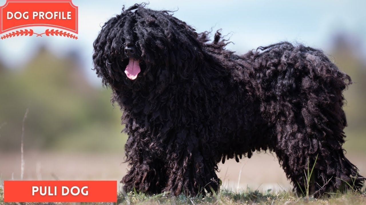 The Puli, Hungary’s Indispensable Herd Dog - YouTube