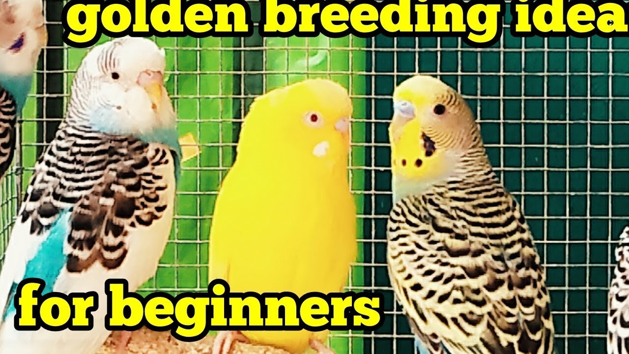 Budgie breeding golden ideas for beginners. - YouTube