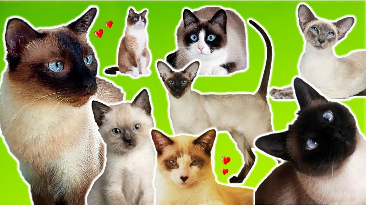 CURIOSIDADES de Gato SIAMES!😻 ¿Caramelito era siamés? 🤔¿De bebés son ...