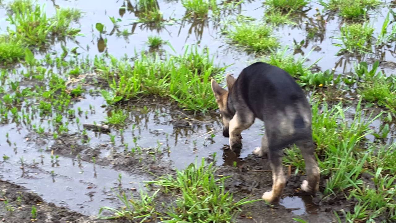 Dog playing in mud - YouTube