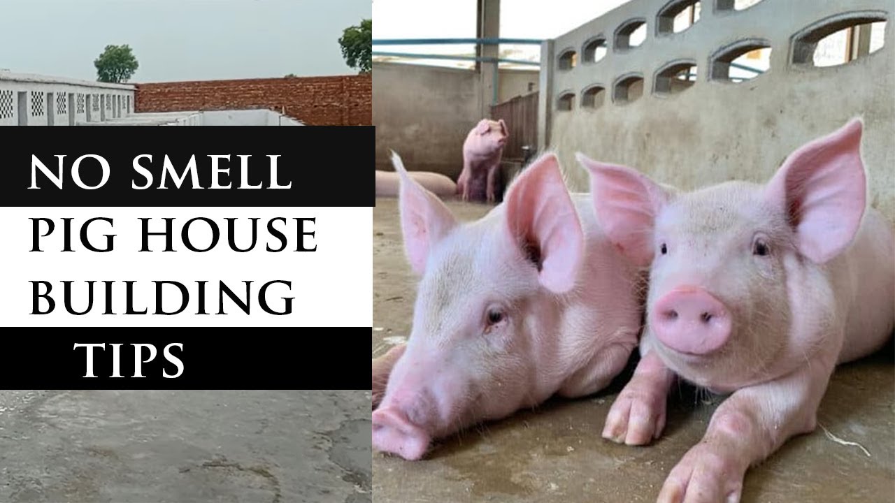Have A No Smell Pig House In 2023 How To Build A Modern Pig House have-a-no-smell-pig-house-in-2023-how-to-build-a-modern-pig-house