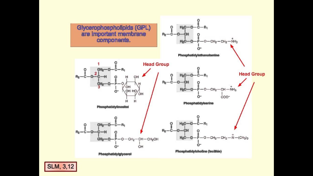 Basic Chemistry of TriacylGlycerols - YouTube