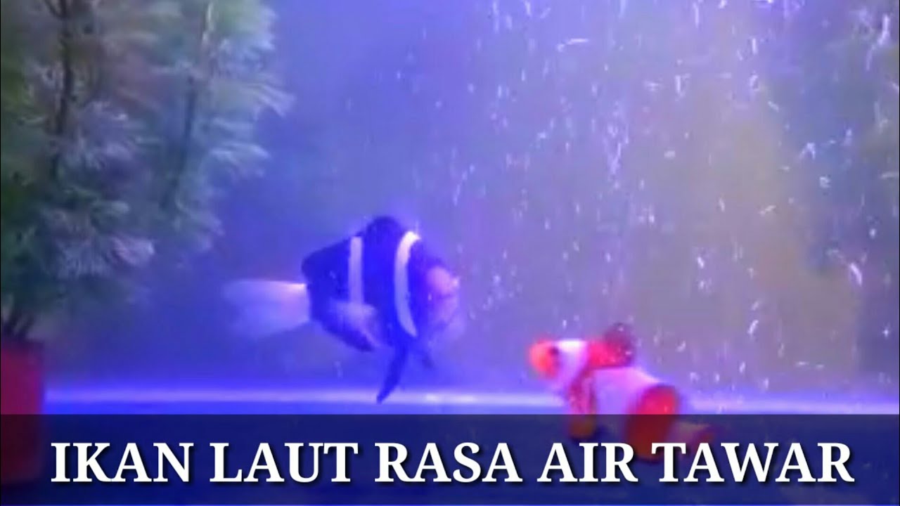 Ikan nemo air tawar (ikan laut rasa air tawar) - YouTube