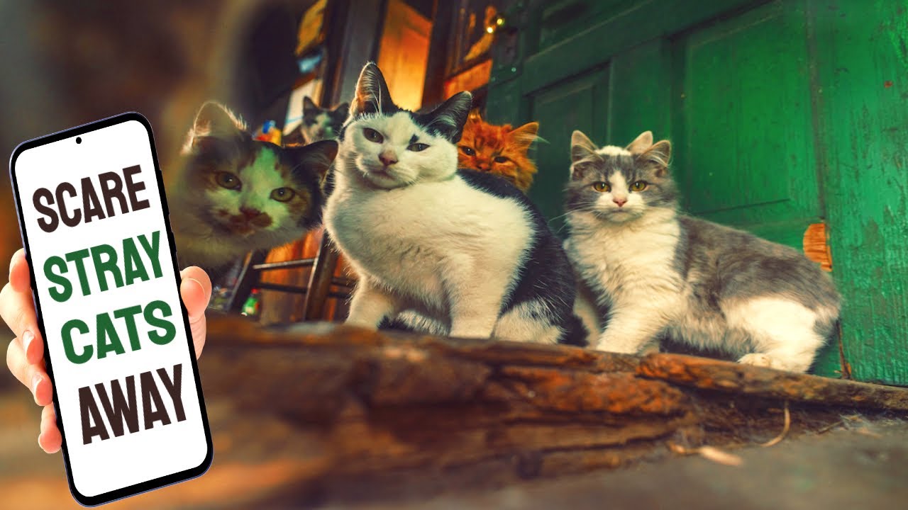Sound To Scare A Stray Cat Away From House YouTube sound-to-scare-a-stray-cat-away-from-house-youtube