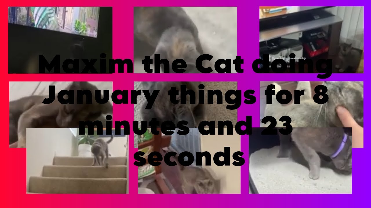 Maxim the Cat doing January things for 8 minutes and 23 seconds - YouTube