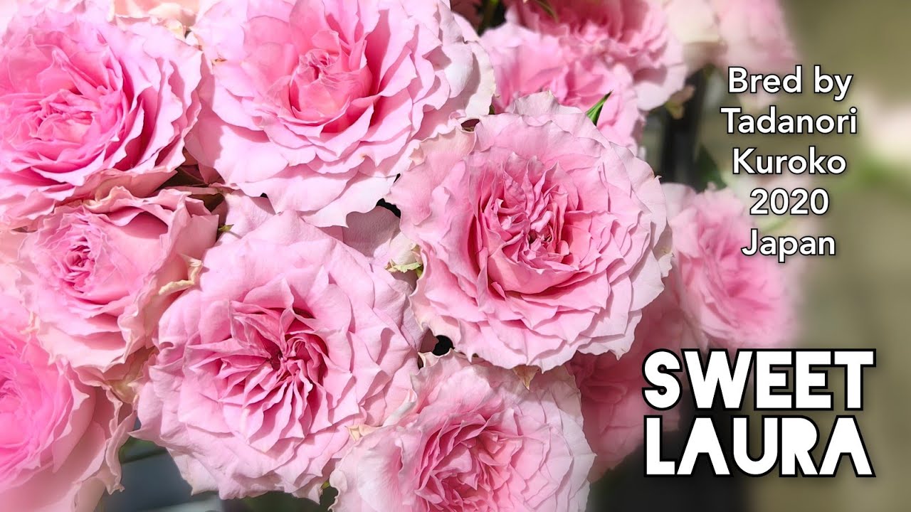 SWEET LAURA ROSE plant by Imai Nursery 2020 Japan バラ スウィートローラ Spray ...