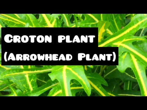 Croton Plant ( Arrowhead Plant ) | Made by Plant Care With Sahar - YouTube