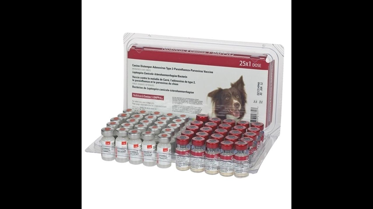 Nobivac Canine 1 DAPPvL2 5 Way + Lepto 25 ds Tray - YouTube