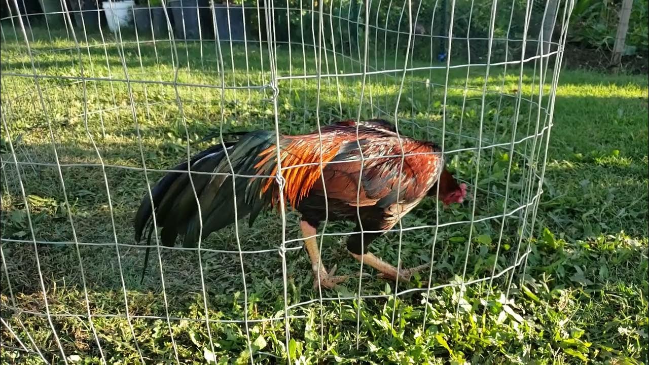 kuv cov phooj ywg peb uake mus saib kuv cov qaib nawb - YouTube