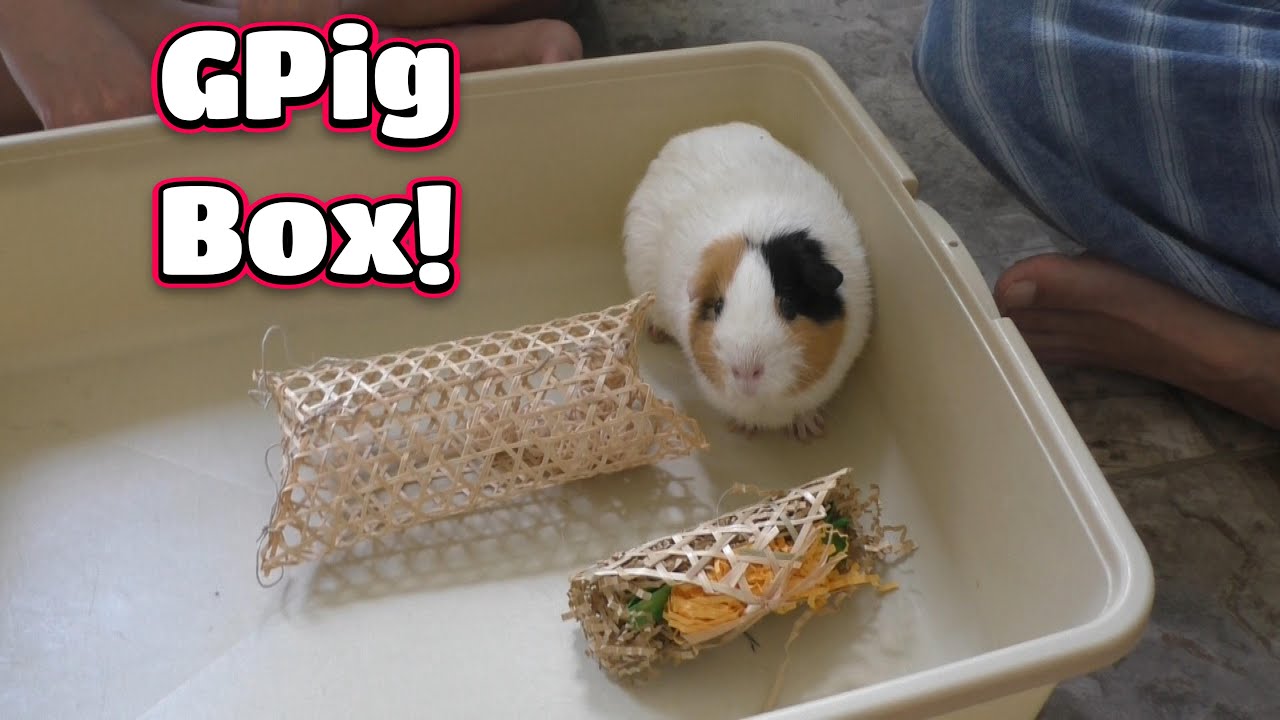 GPig Box Unboxing May 2024! 🐹 - YouTube