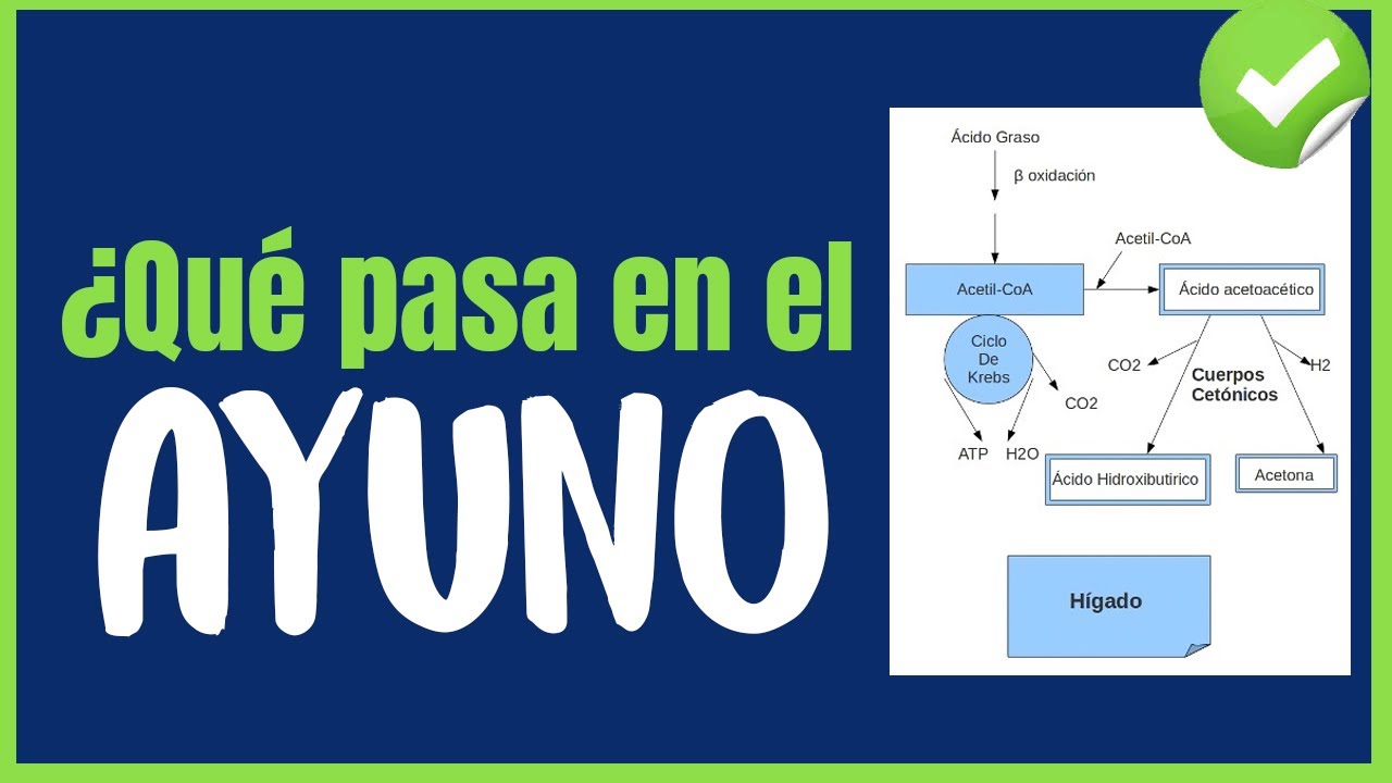 Metabolismo en el Ayuno \ Bioquímica fácil - YouTube