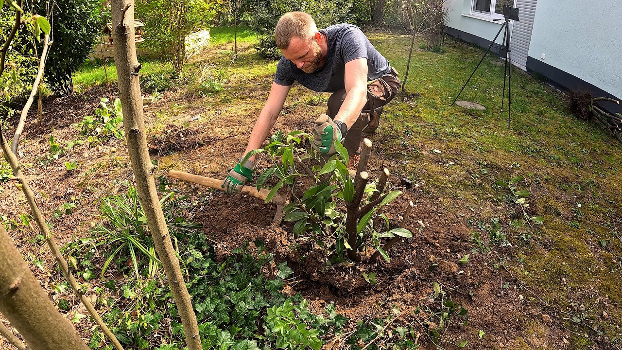 Fighting Against Three Invasive Cherry Laurel Bushes - YouTube