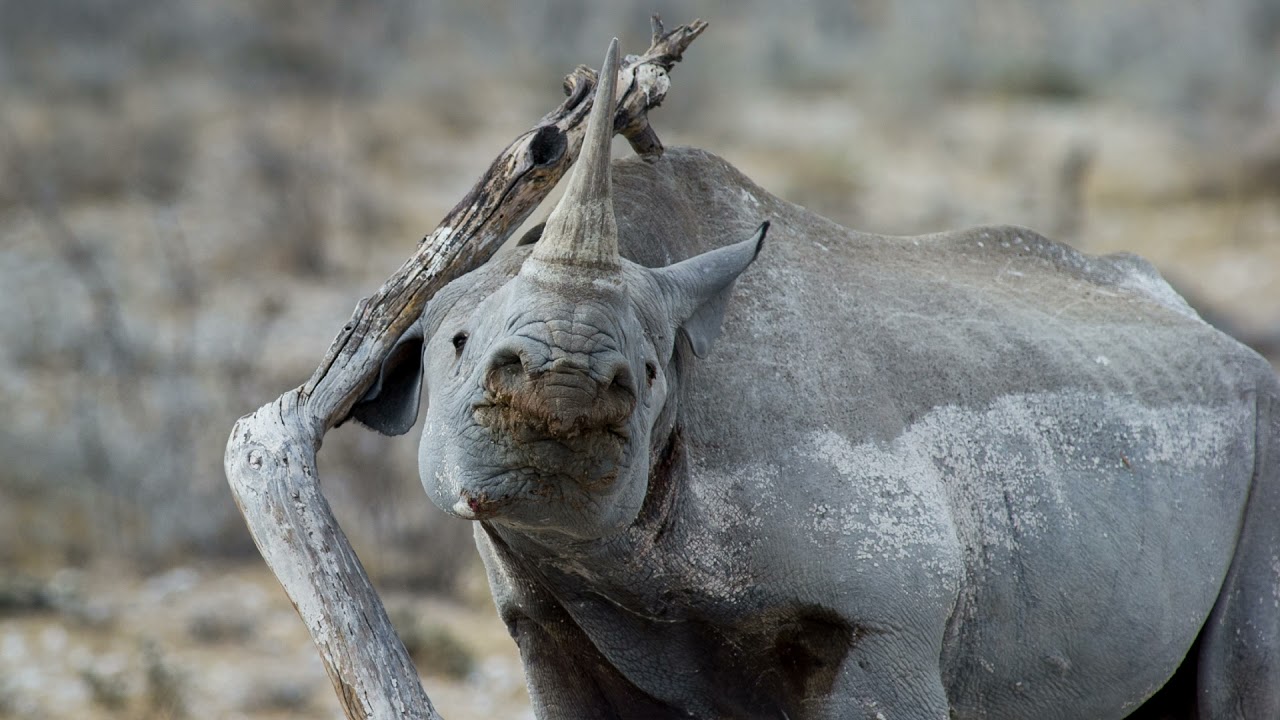 Dominique Roussel, accompagnateur de montagne ... et guide Safari - YouTube
