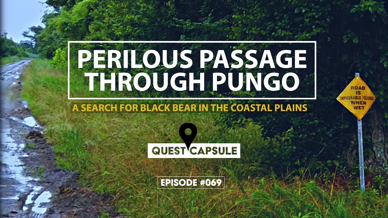 Perilous Passage Through Pungo - Black Bears of the Coastal Plains ...
