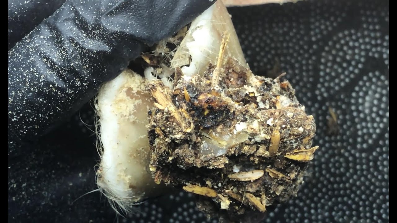 Split toenails Ultra thick trimming ingrown nails curled like horns by ...