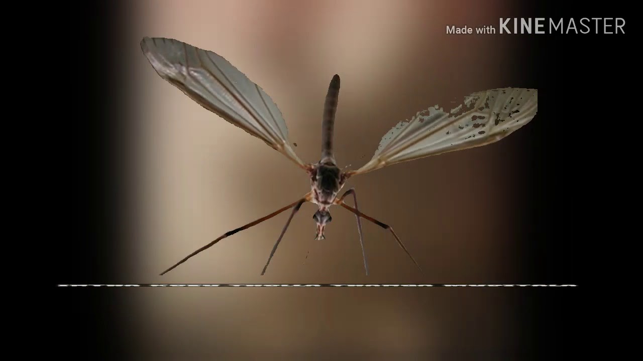 Intha kosu tholla thanga mudiyala - YouTube