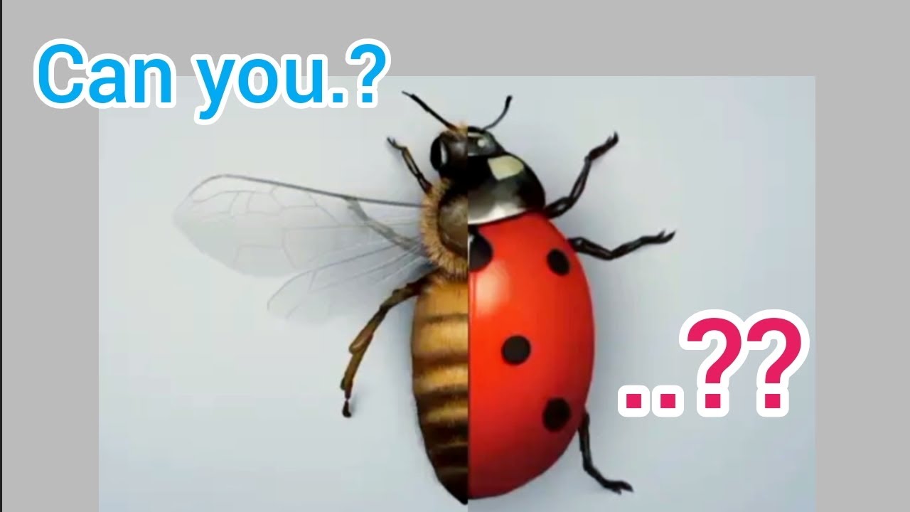 Ayo belajar, ‼️ cocokan serangga | Animal | play for kids - YouTube